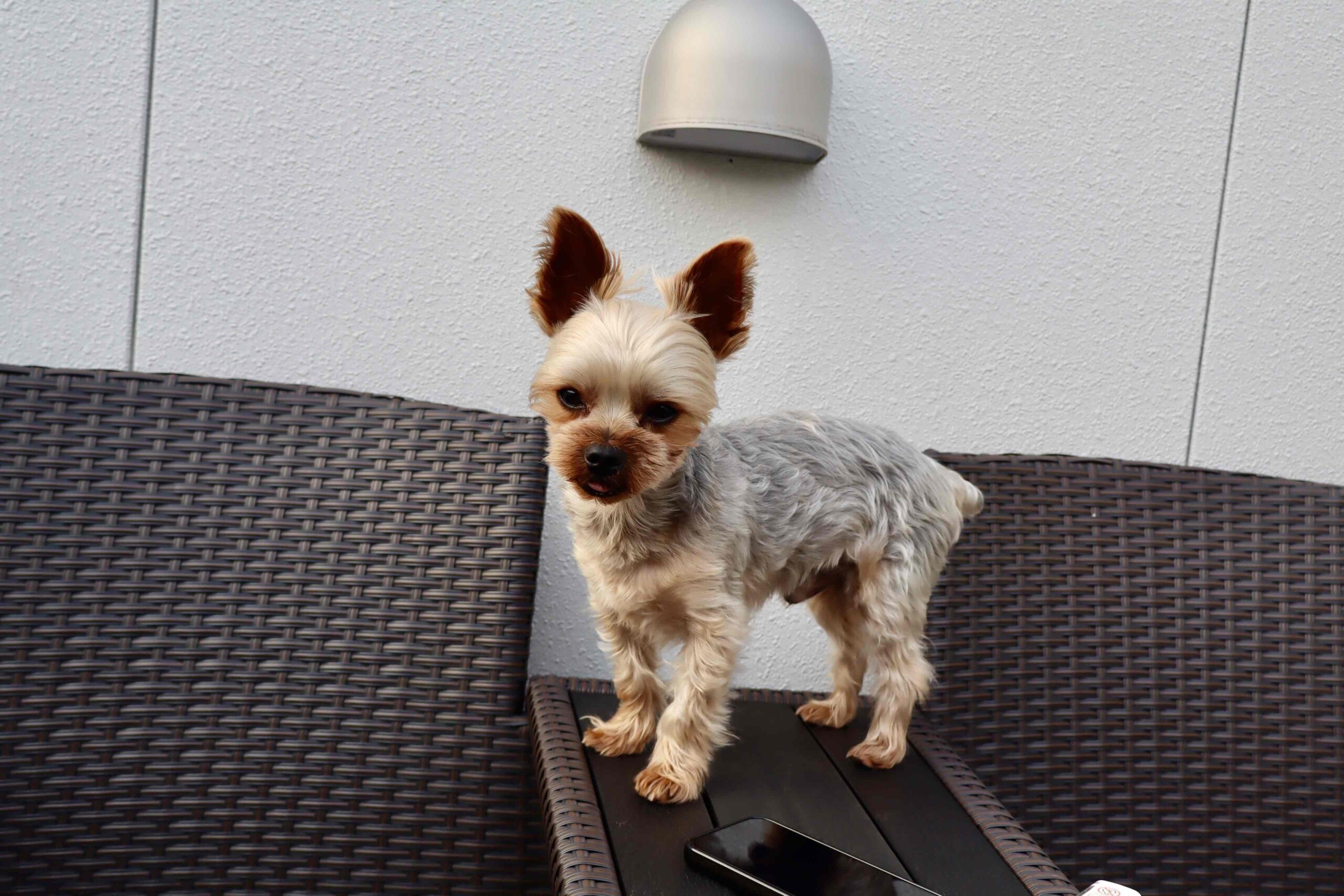 Coco - ペット海外渡航サポートｰPaw